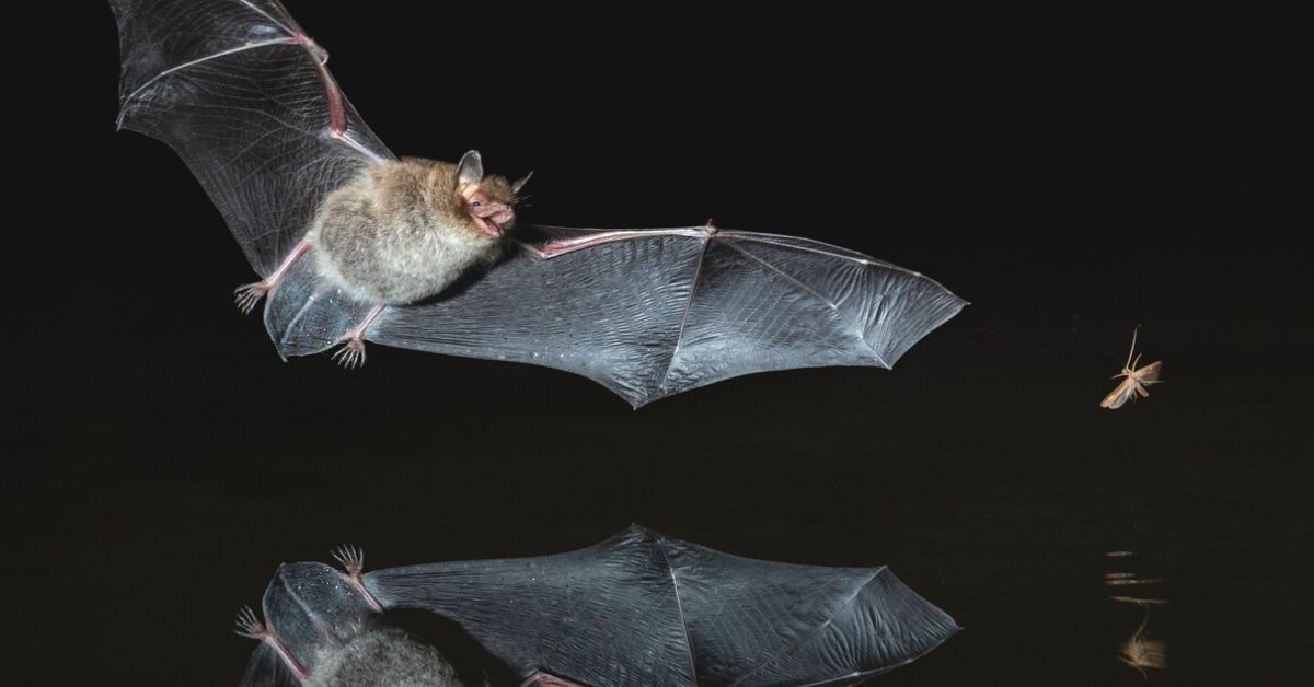 Research Reveals Bats Can See Into the Future