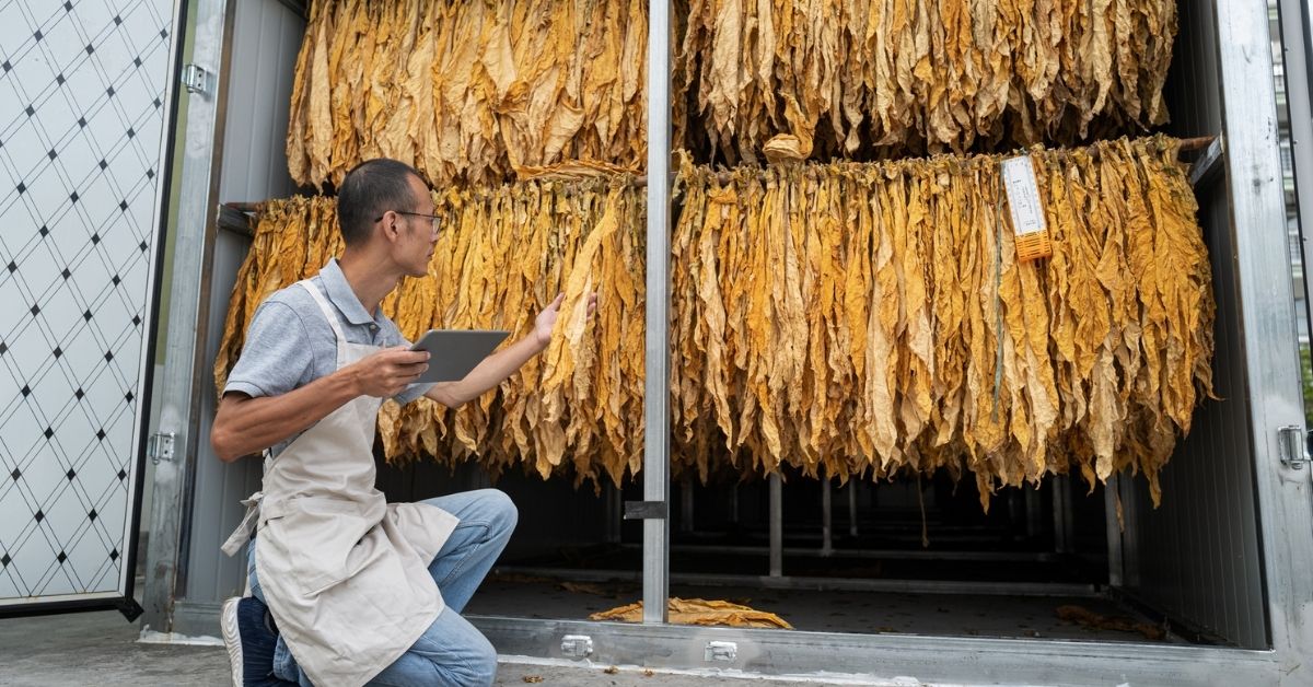 Tobacco-Based Flu Vaccine Passes Clinical Trials In a World First