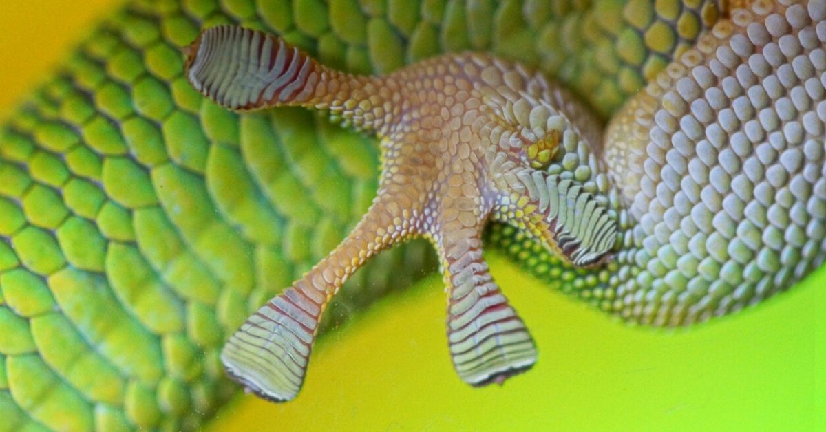 Sticky Gecko Feet May Reveal Secrets of Human Bone Replacements