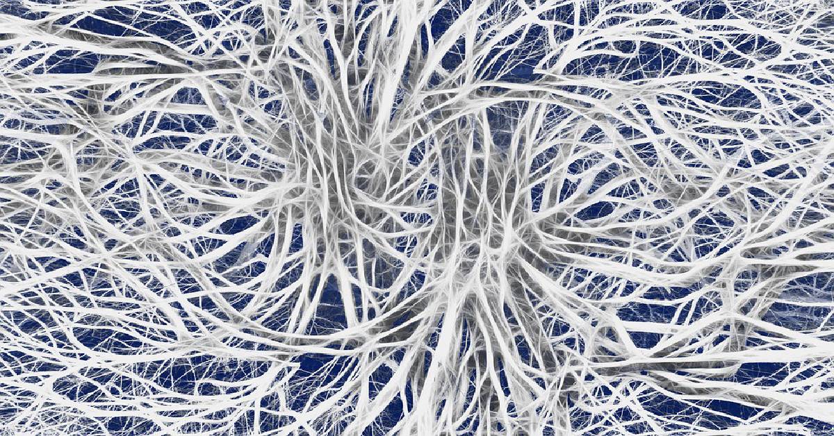 Scientists Map out the Entire Neural Wiring of an Animal's Nervous System