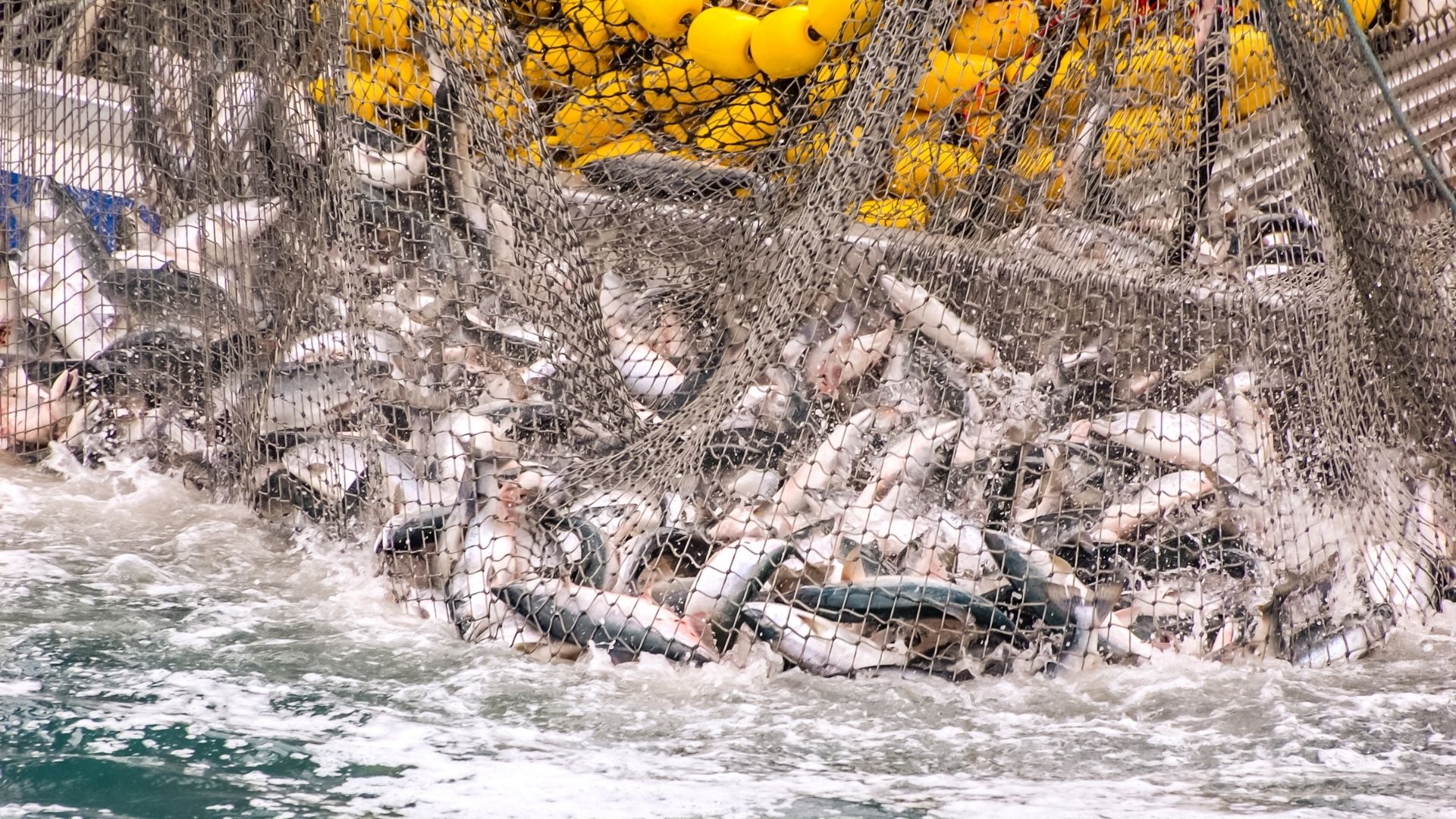 Fish Waste: An Unlikely Way to Produce Green Plastics