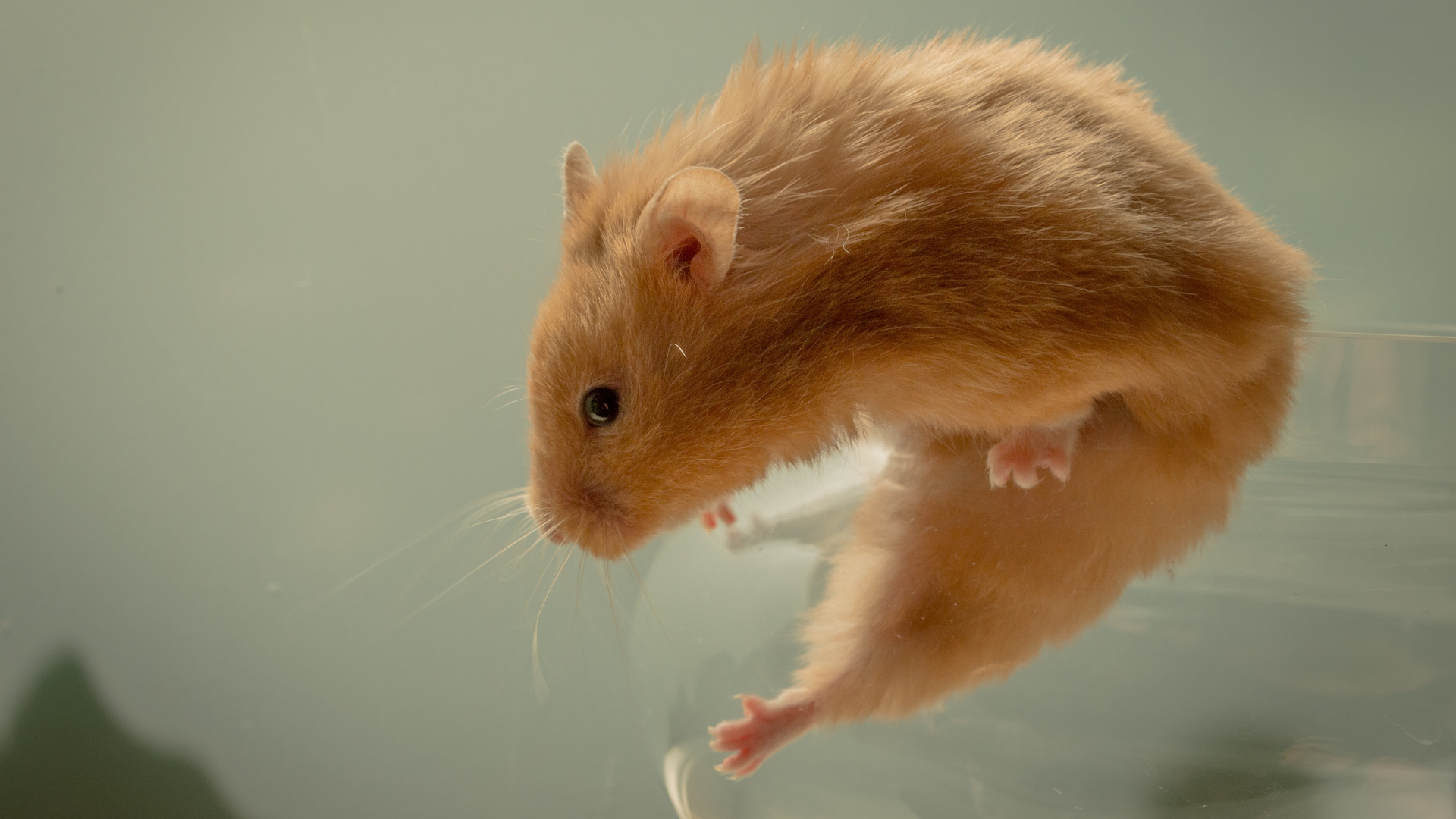 Animal Testing: A Needless Cruelty or a Necessary Evil?