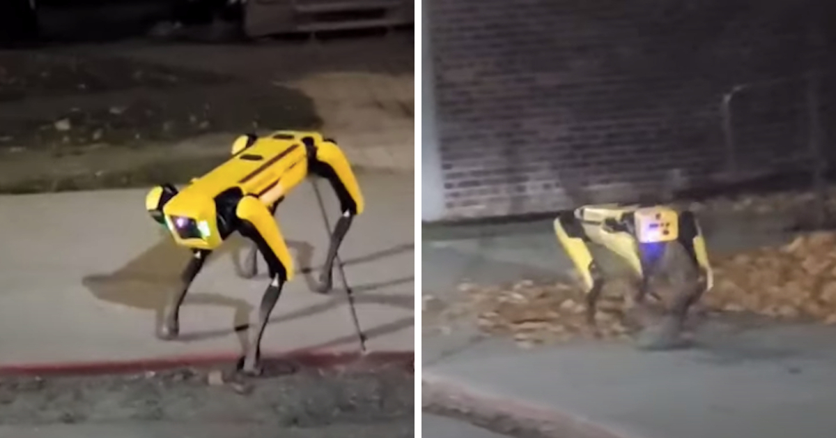 Spot the Robot Dog Seen Out for a Night Stroll