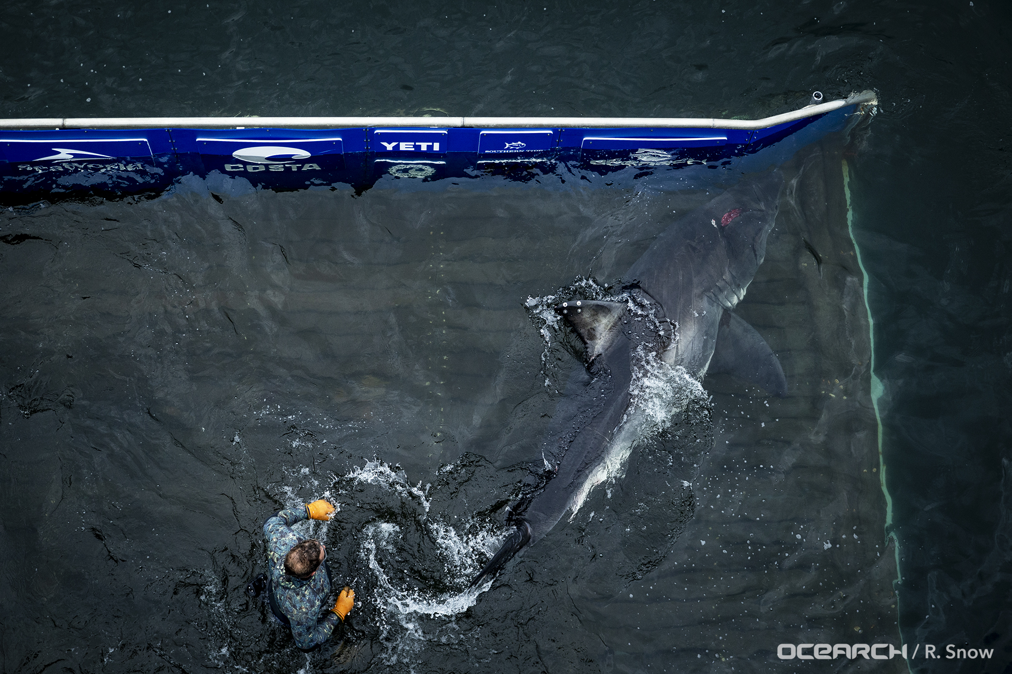 A Great White Shark Got Bit by Something "Very Big" Experts Say