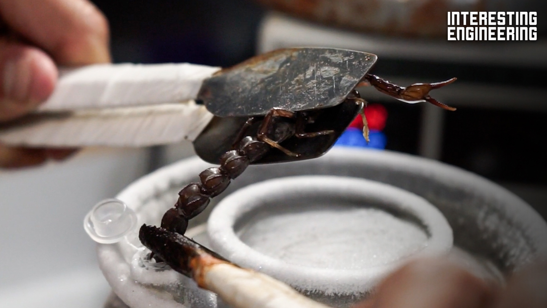 Watch how scorpions are milked for their potent venom
