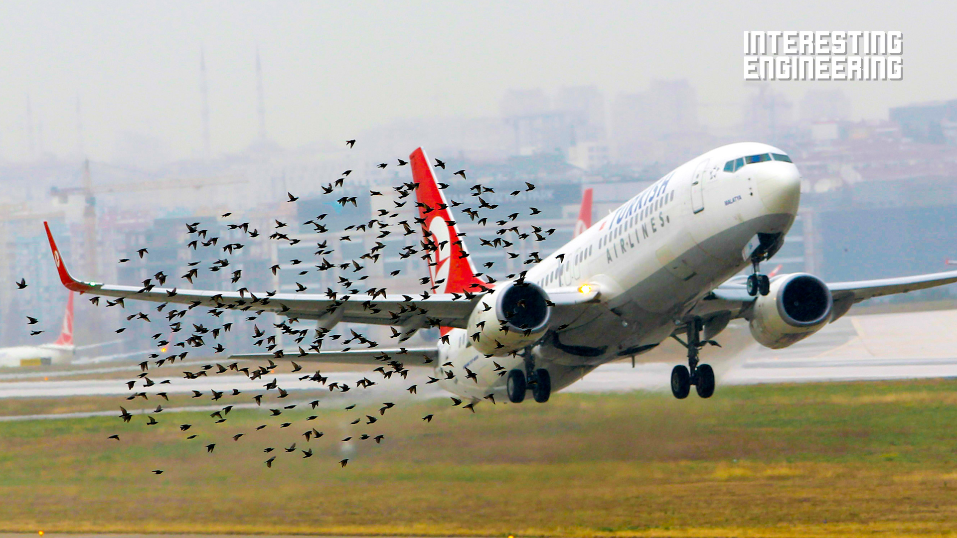What Happens When Birds Hit Plane Engines