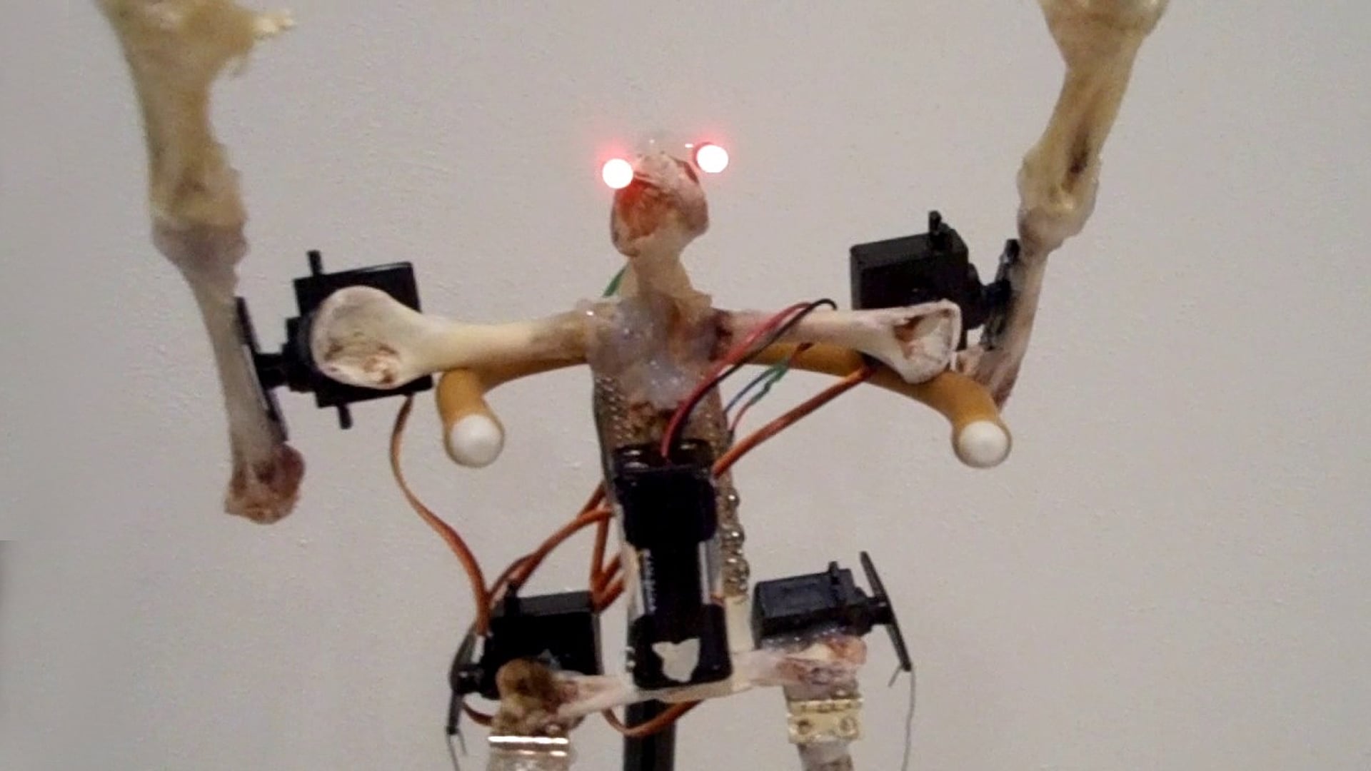 Watch Creepy Cyborg Chickens Fighting in an Epic Battle of Claws