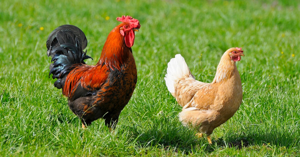 This Video Shows How to Hypnotize a Chicken with Just a Line in the Dirt