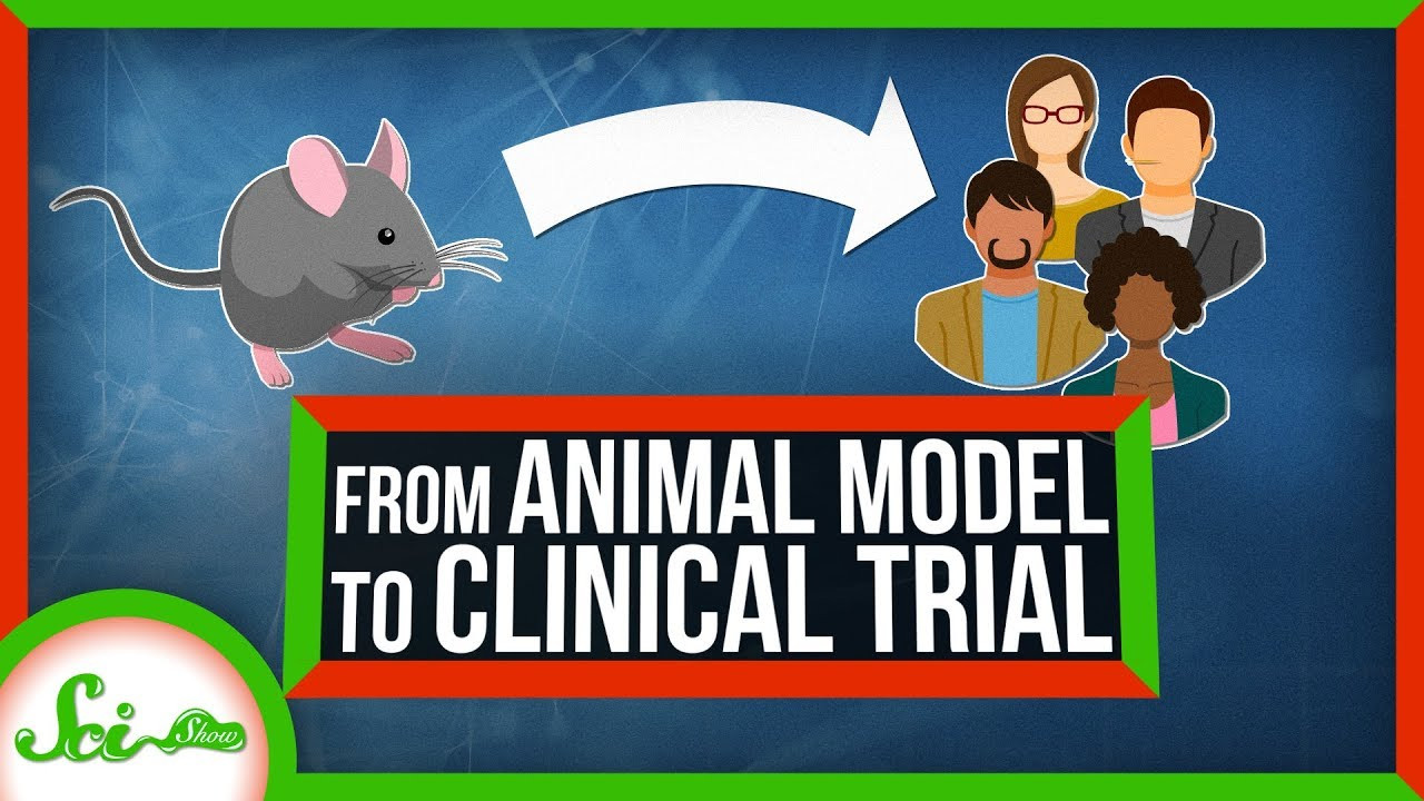 Understanding How Researchers Go From Animal Testing to Clinical Trials