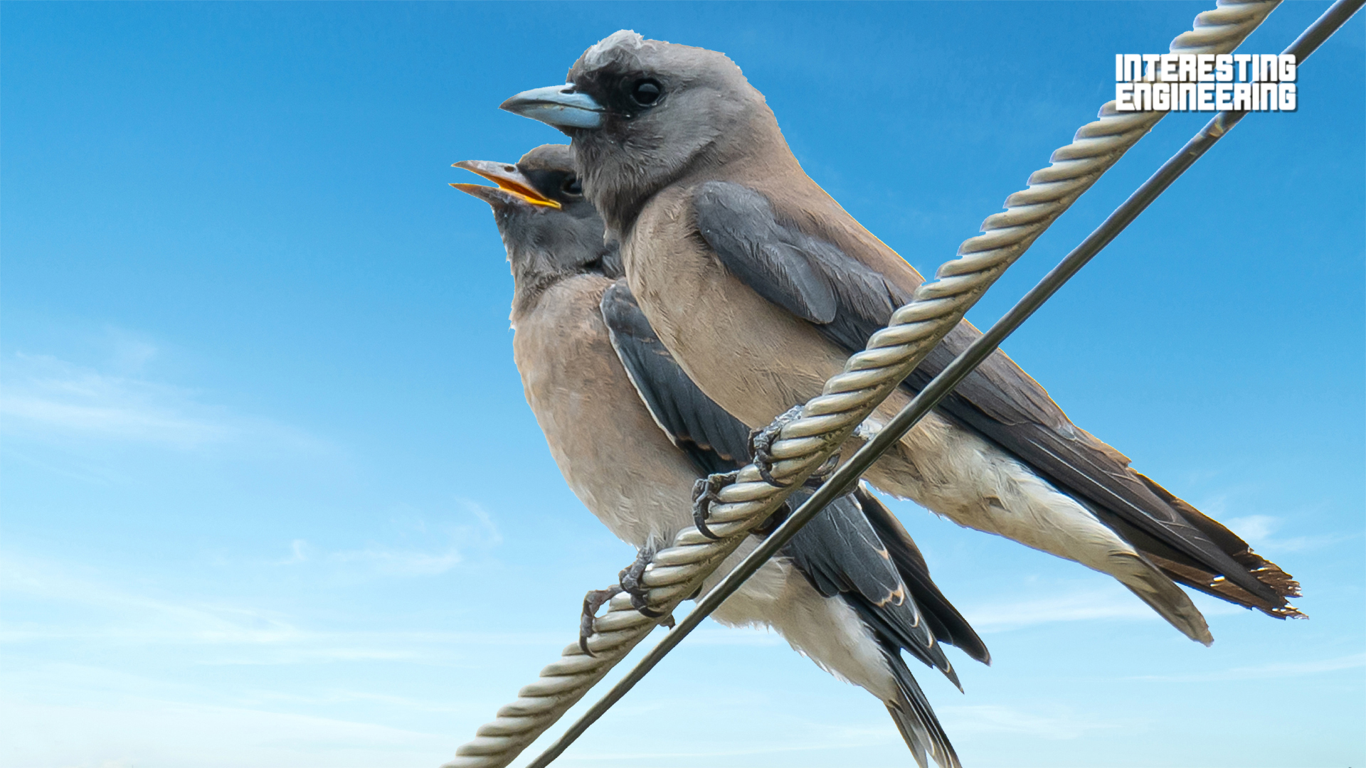 The Reason Why Birds Sitting on Power Lines Don't Get Electrocuted