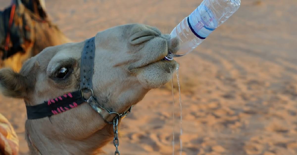 This Is Where Camels Store Their Water