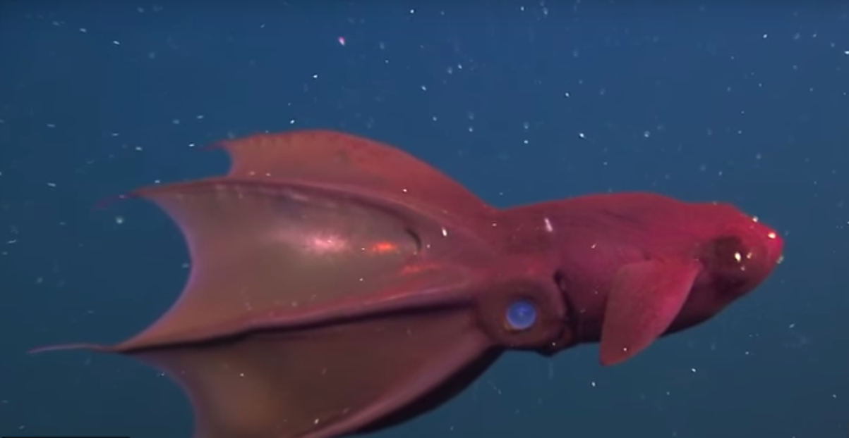 Deep Sea Species Such as the Vampire Squid Are Now Threatened by New ...