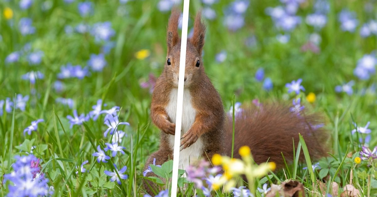 Why Are Animals Mostly Symmetrical and Why Some Aren't?